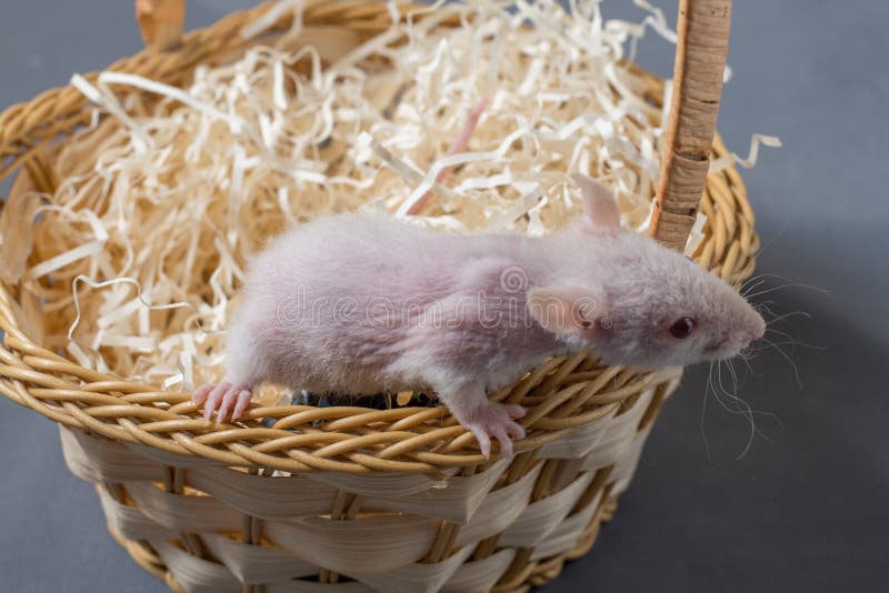 Little Rat in a Wicker Basket Stock Photo - Image of basket, small ...