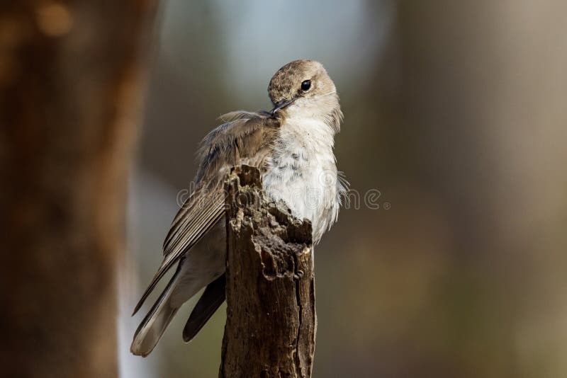 Jacky Winter in Victoria, Australia Stock Photo - Image of wild ...