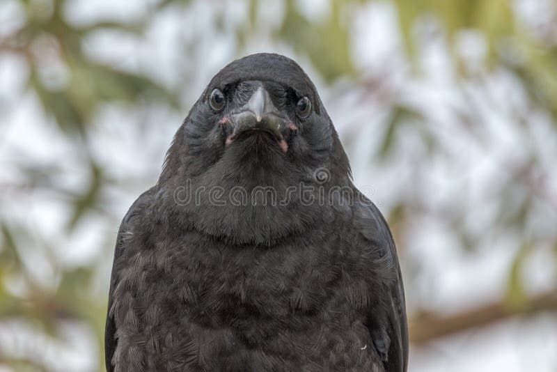 Little Raven in South Australia Stock Image - Image of animal, dark ...