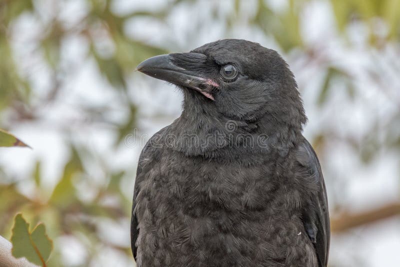 Little Raven in South Australia Stock Image - Image of happy, animal ...