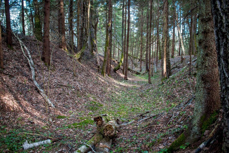 A Small Ravine in the Forest Stock Image - Image of ravine, relief ...