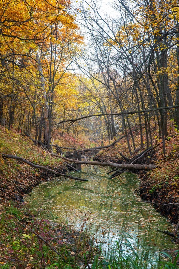 A Small Ravine in Quiet Autumn Forest, Filled with Water. Stock Photo ...