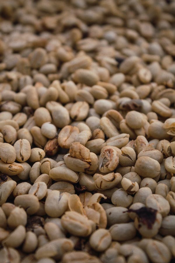 Small raw coffee beans stock image. Image of closeup - 199595881
