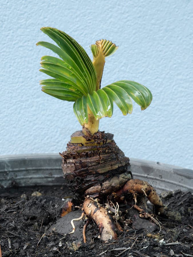 A Small, Recently Sprouted Orange Coconut Tree is Used for Making ...
