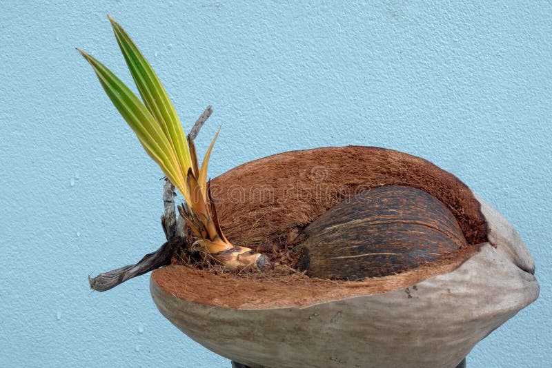 A Small, Recently Sprouted Orange Coconut Tree is Used for Making ...