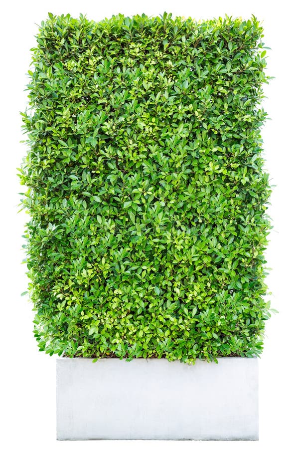 Small Rectangle Bush in a Concrete Pot Stock Photo - Image of square ...