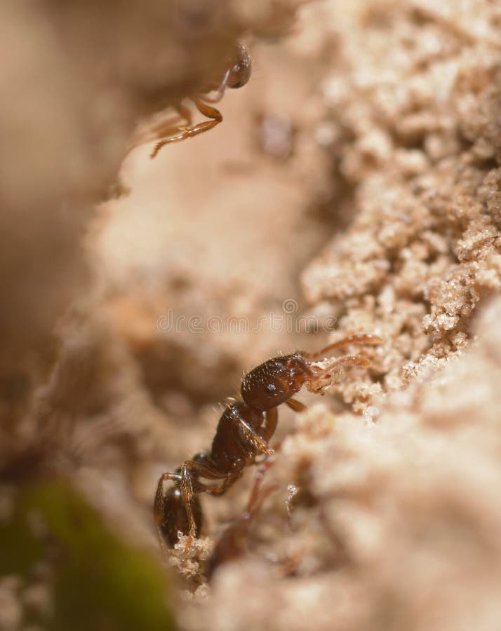 Small Red Ant Myrmica Rubra Carrying Ball of Sand for Building the ...