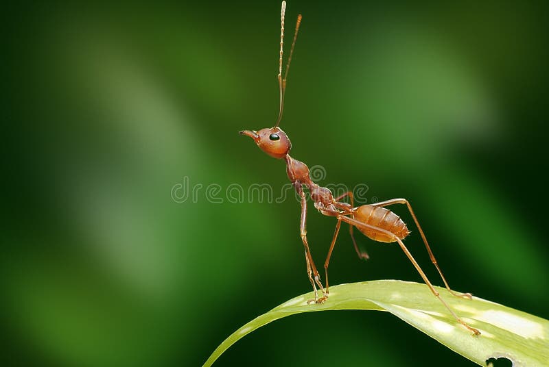A small red ant stock image. Image of lateral, leaf, 10th - 64514641
