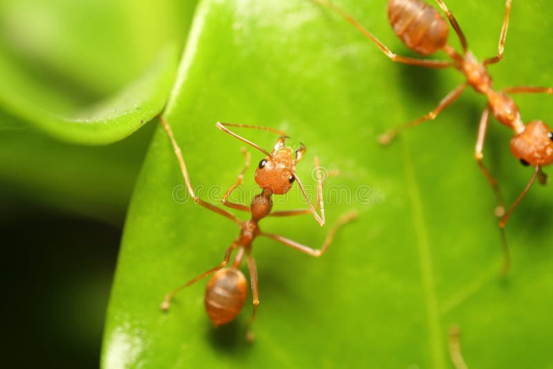 Small Red Ant Working on Tree Stock Photo - Image of green, insect ...