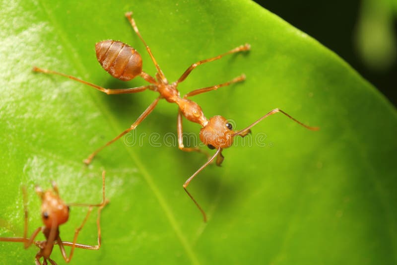 Small Red Ant on Tree in Garden Stock Image - Image of dragonfly, leaf ...