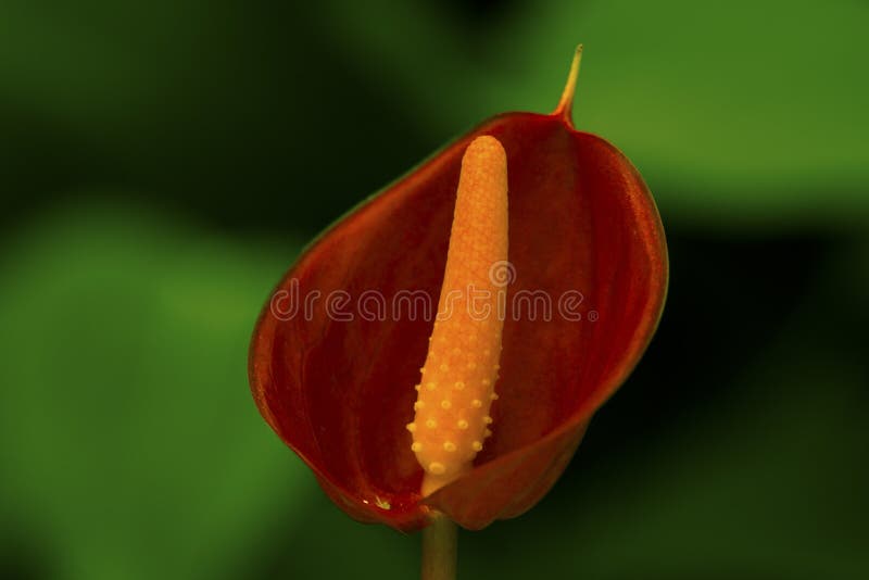 Small Anthurium stock photo. Image of colorful, blooming - 129446604