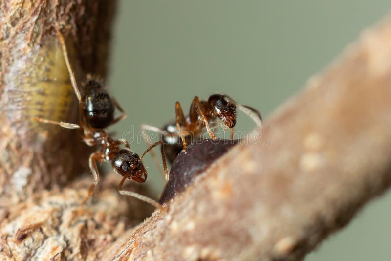Small Red Ants on a Branch of a Plant Stock Photo - Image of eyes ...