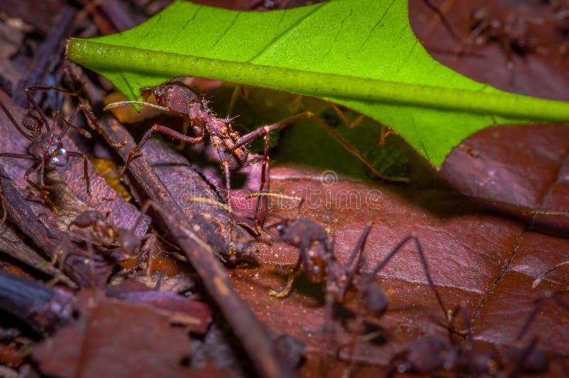 Small Red Ants Cutting Tree Leafs, on the Ground Inside the Forest in ...