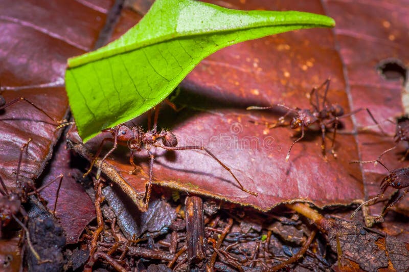 Small Red Ants Cutting Tree Leafs, on the Ground Inside the Forest in ...