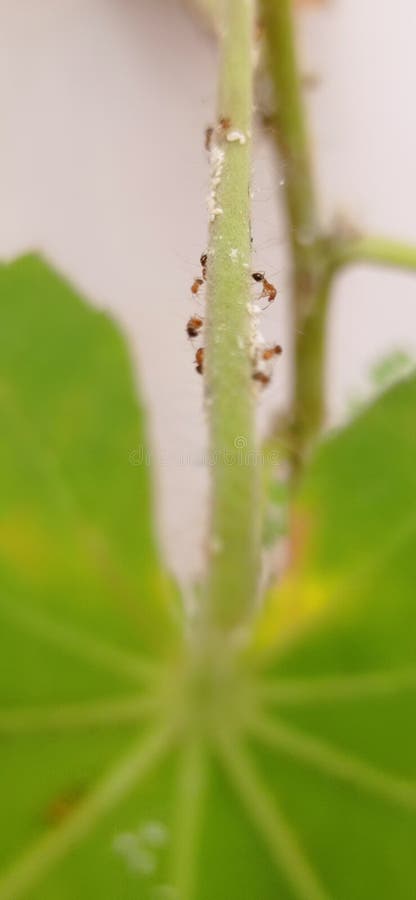 The Small Red Ants on the Green Plants Stock Photo - Image of nature ...
