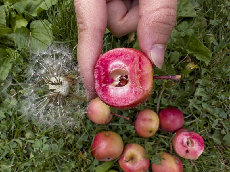 Small Red Apple Fruit with Bloody Inside Stock Photo - Image of inside ...