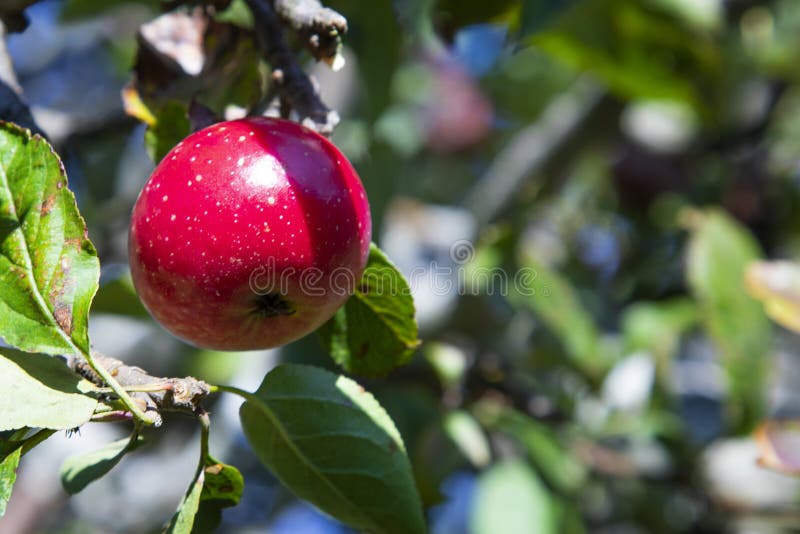Small Red Apple on a Wild Apple Tree Stock Photo - Image of background ...