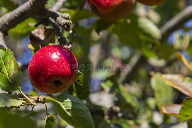 Small Red Apple on a Wild Apple Tree Stock Image - Image of fruit ...