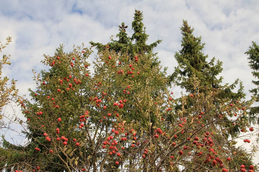 Small Red Apples stock image. Image of frui, nature - 296313867