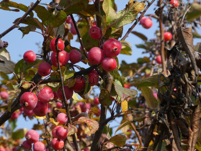 Small Red Apples stock photo. Image of leaves, plant - 265976284
