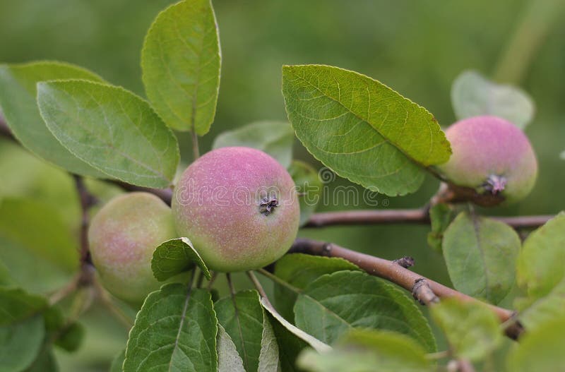 Small Red Apples on a Branch Stock Photo - Image of harvest, bushes ...