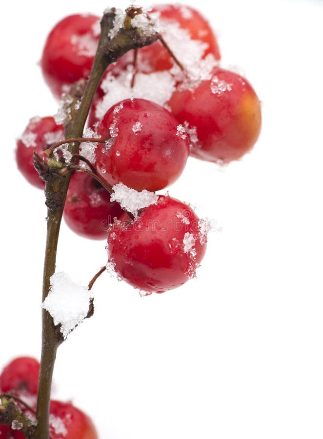 A Small Red Apples on a Branch in Winter Stock Photo - Image of flora ...