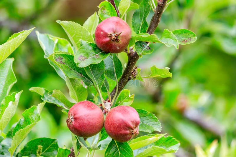 3 Small Red Apples on Branches Stock Photo - Image of crab, bright ...