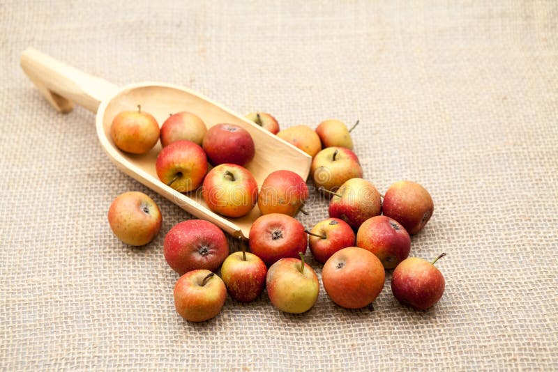 Small, red apples stock photo. Image of healthy, eating - 76809444