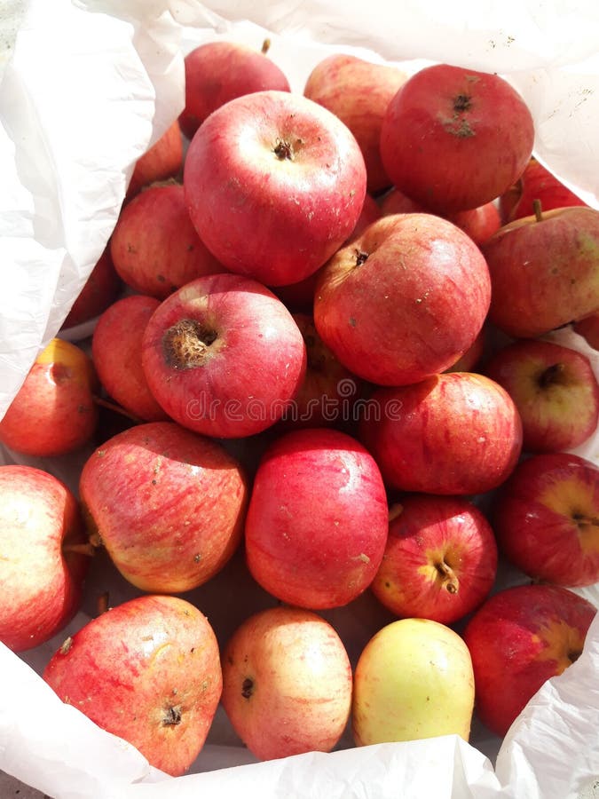 Small Red Apples Freshly Picked from the Tree, in a White Plastic Bag ...