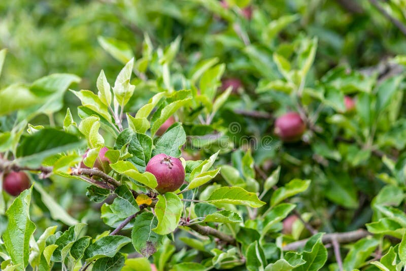Small Red Apples on Green Branches Stock Photo - Image of bright, taste ...