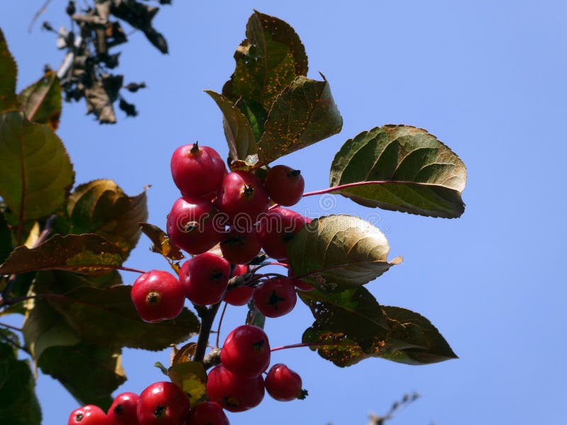 Small Red Apples stock image. Image of plant, background - 265976427