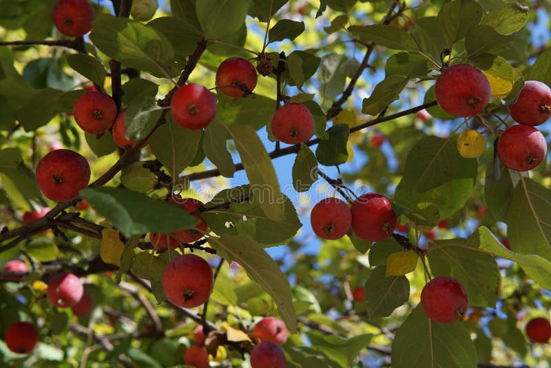 Small Red Apples of a Variety Ranet on a Tree. Stock Photo - Image of ...