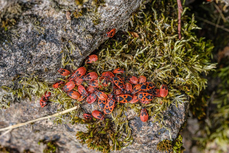Small Red Beatles Nesting on the Rocks in Summer. Pyrrhocoris Apterus ...