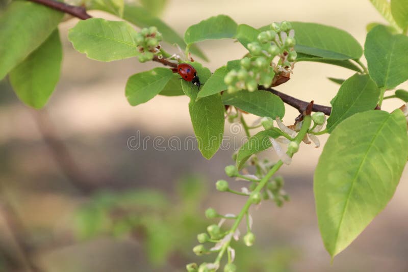 A Small Red Beetle with Black Spots on the Branch Stock Image - Image ...