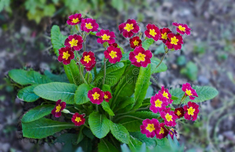 Small red bell flowers stock image. Image of flora, natural - 245776763