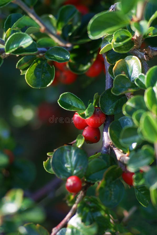 Small Red Berries on a Green Bush Stock Photo - Image of krona ...