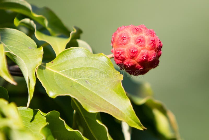 Small red berry in a tree stock photo. Image of green - 85400918