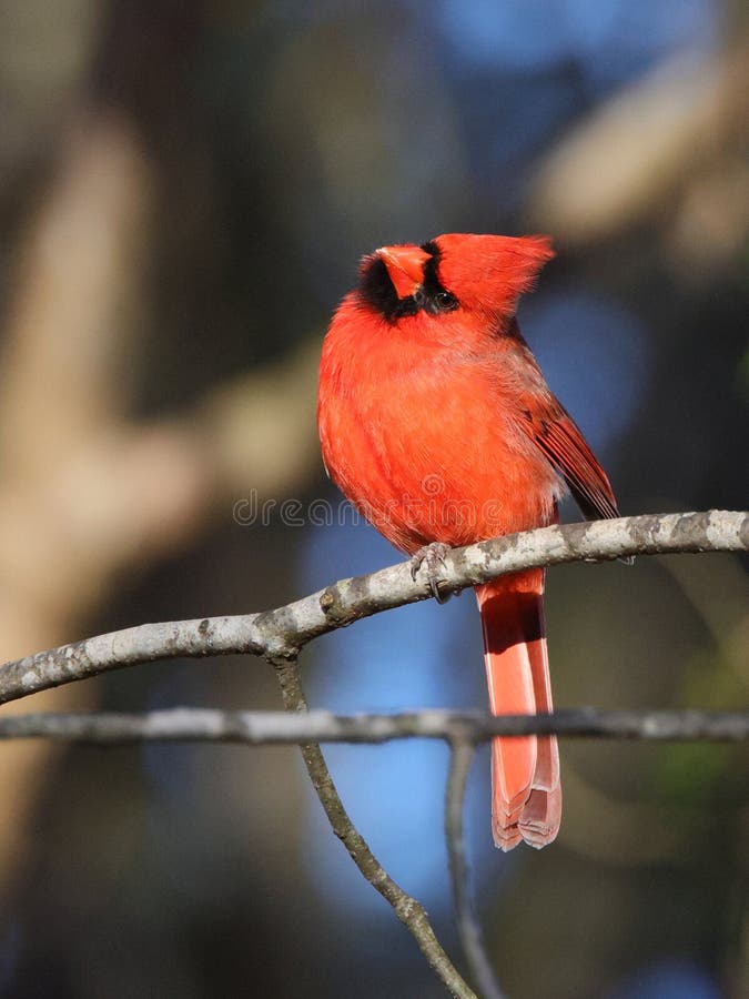 A Small Red Bird Sits on a Tree Limb Outside in the Sun Stock Image ...