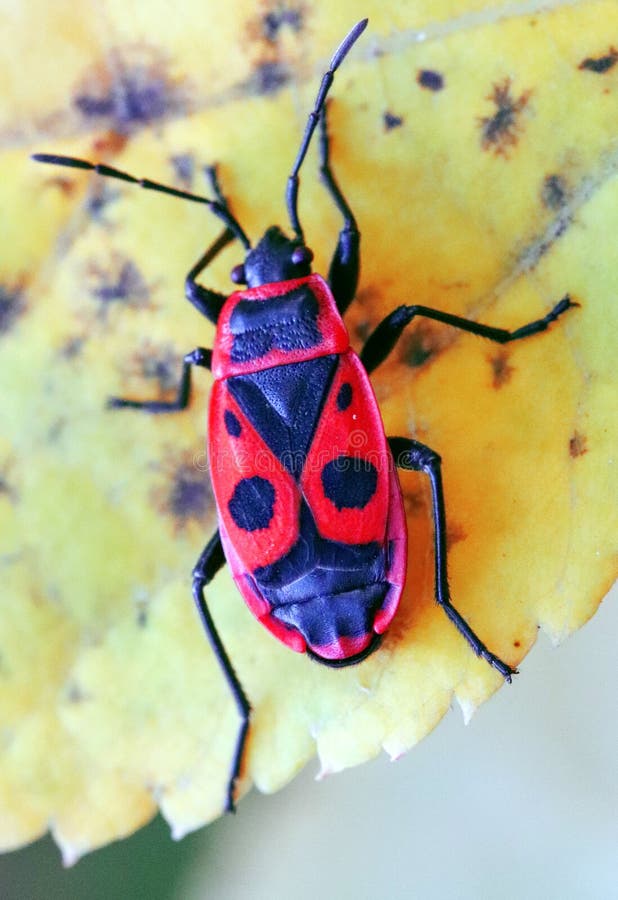 Black and Red Firebug or Pyrrhocoris Apterus, on a Old Tree Trunk Stock ...