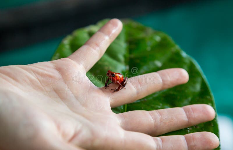 Small red blue frog stock image. Image of sitting, fingers - 62763227