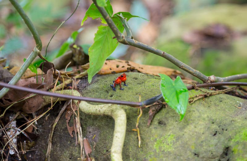 Small red blue frog stock photo. Image of pumilio, sitting - 62763346