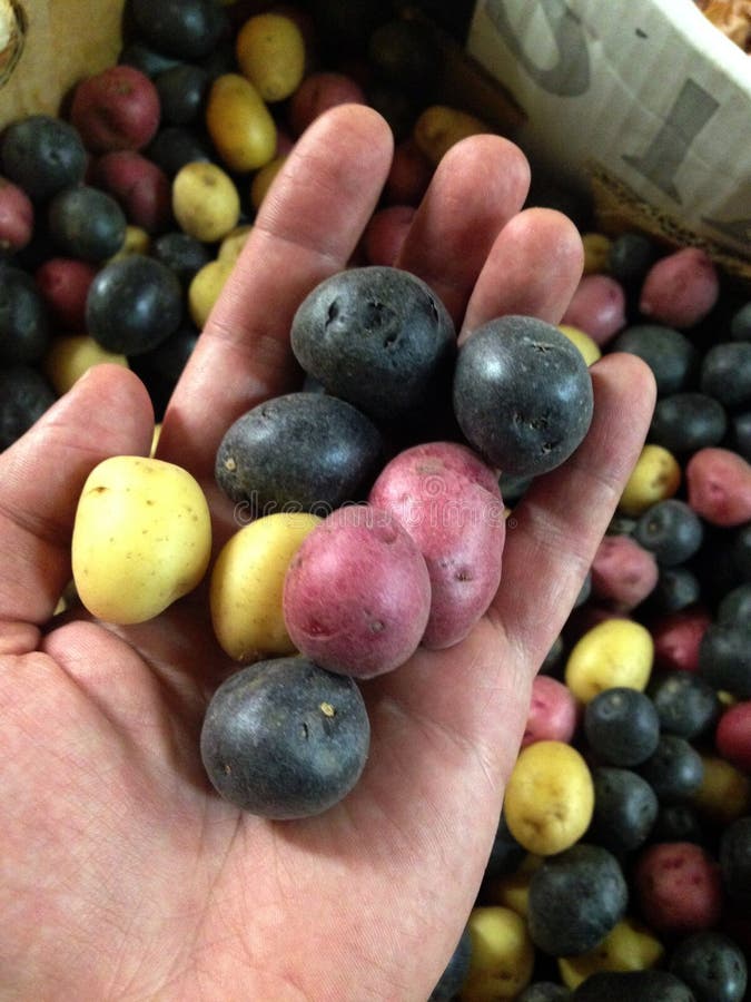 Small Red, Blue and White Organic Potatoes on a Hand Stock Image ...