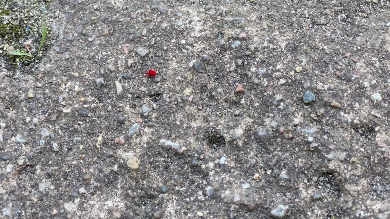 A Small Red Bug Crawls on a Gray Stone Slab Stock Footage - Video of ...