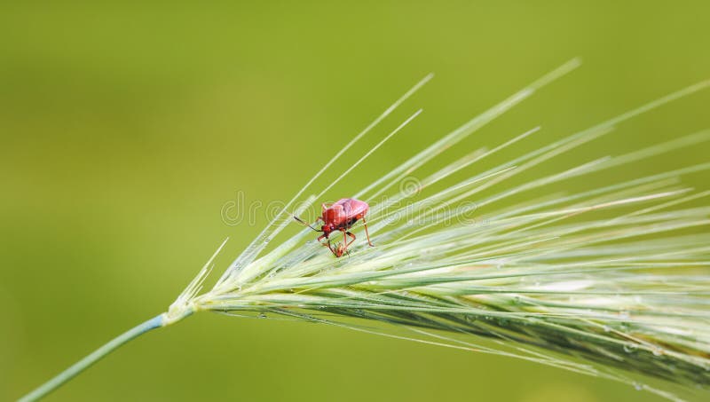 Small, Red Bug on Green Grass Isolated on a Blurred Background Stock ...