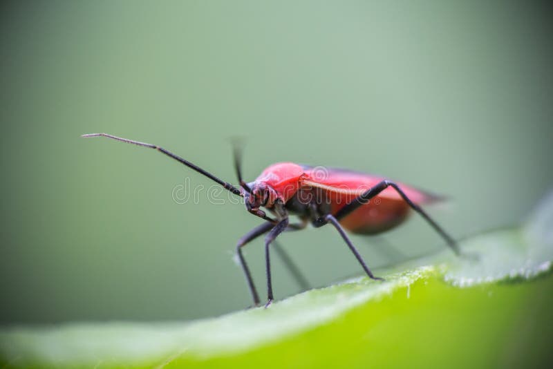 Small Red Bug on a Green Leaf 2 Stock Photo - Image of close, blue ...