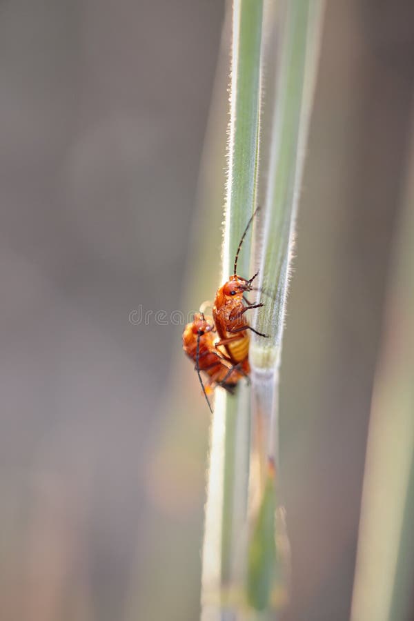Small red bug mating stock photo. Image of beautiful - 247051158