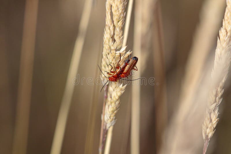 Samall red bug mating stock photo. Image of outdoor - 255014750