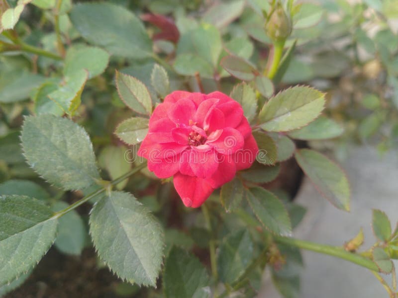 Small Red Button Rose Flower Stock Photo - Image of button, small ...