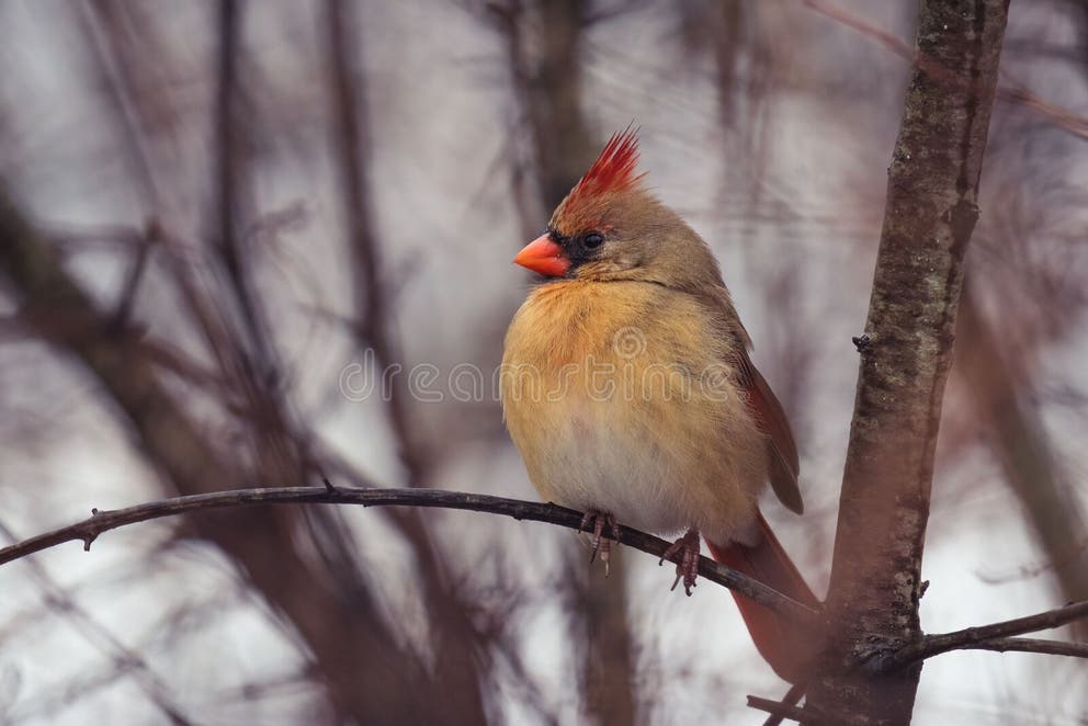 Small Red Cardinal Perched on a Bare Tree Branch Against a Wintry Background of Snow-covered ...