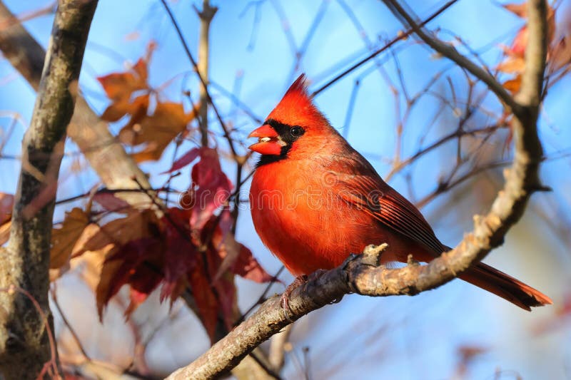 Small Red Cardinal Perched on a Tree Branch Against a Clear Blue Sky ...